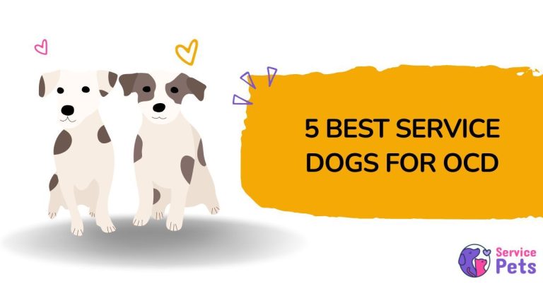 OCD Service Dog: 4 Best Breeds + Little-Known Training Tips