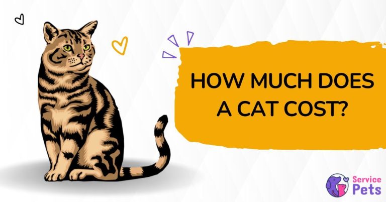 How Much Does a Cat Cost? Complete Expense Breakdown | Service Pets