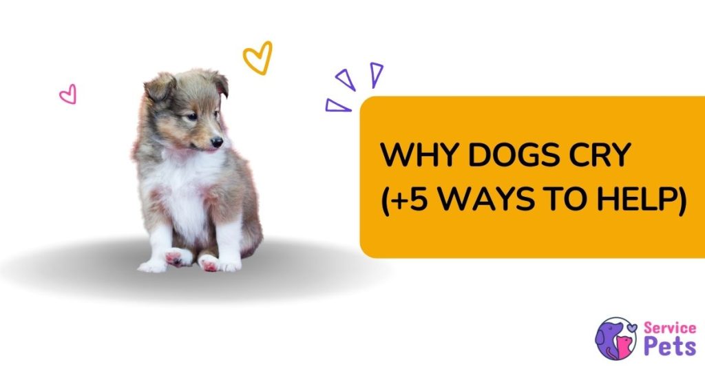 Why Dogs Cry (And 5 Ways You Can Help Them) | Service Pets