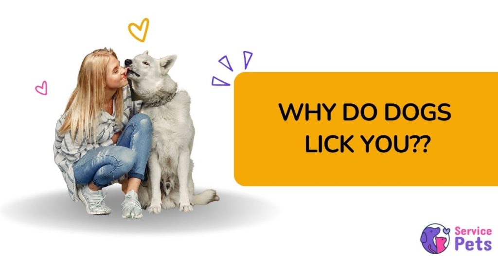 Why Do Dogs Lick You? (7 Little-Known Reasons)