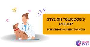 Stye on Dog’s Eyelid: Treatment, Prevention and Care Guide | Service Pets