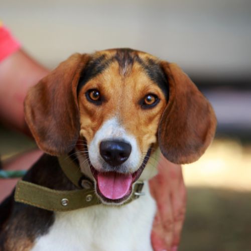 Get An Idaho ESA Letter Online Today! 100% Guaranteed!